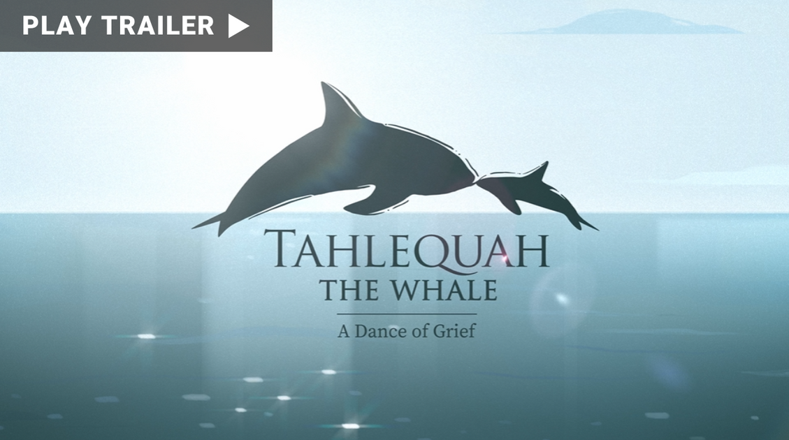TAHLEQUAH THE WHALE | GOOD DOCS | Documentaries - Order Now